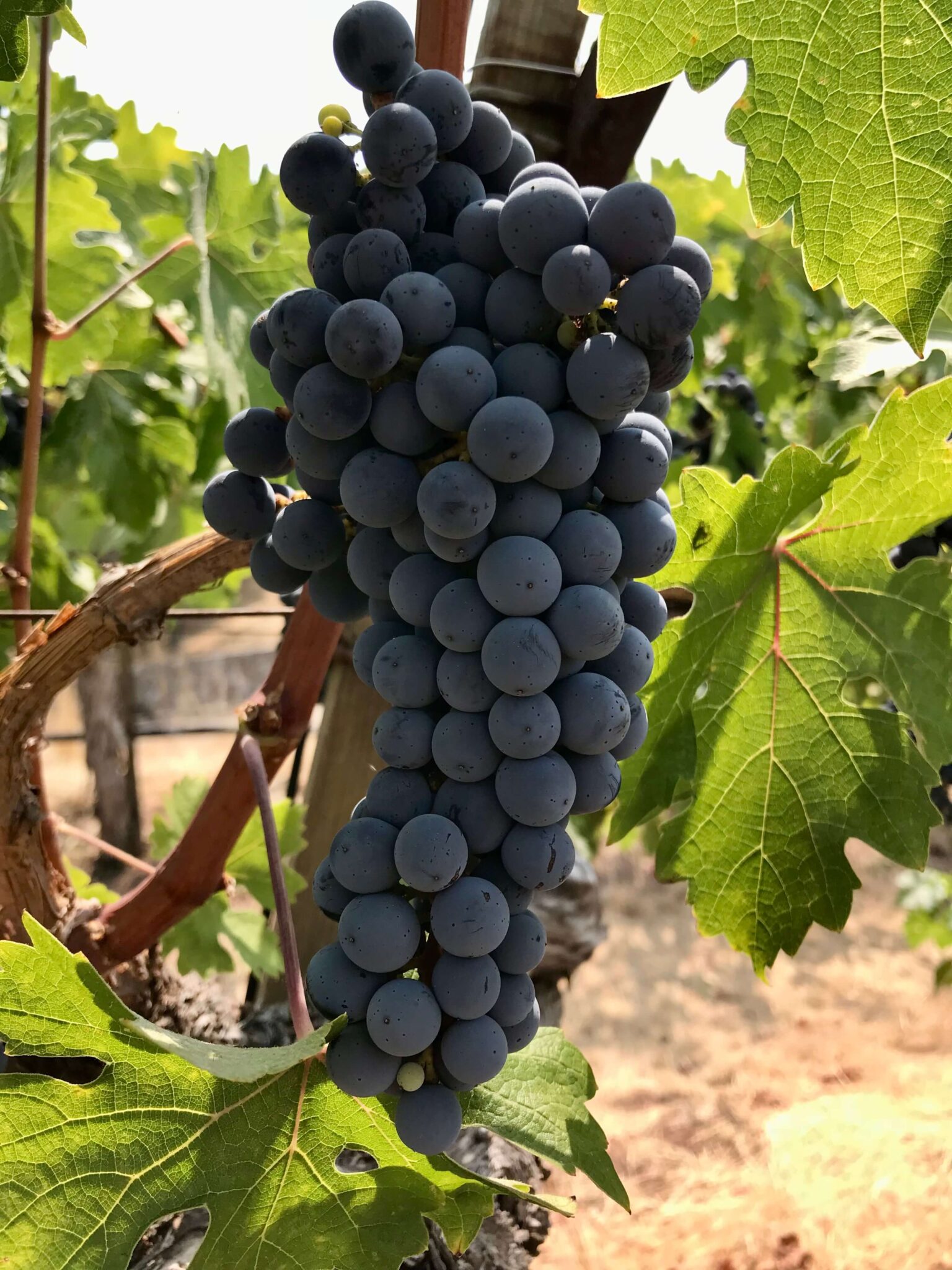 The Wine Palate - Unbiased, Expertly Judged Wine Reviews