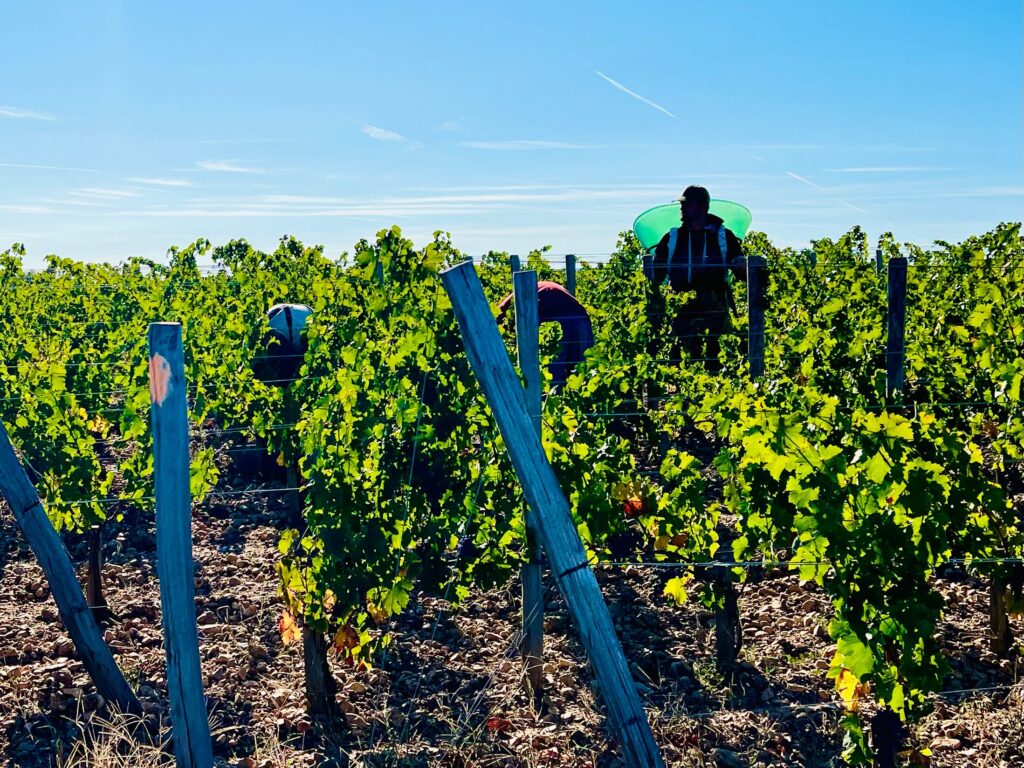 Latest Wine Reviews - September 2025 | The Wine Palate