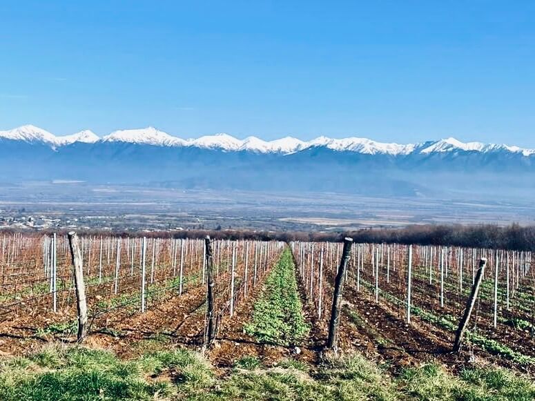 Georgian Wines Enter The Global Arena | The Wine Palate