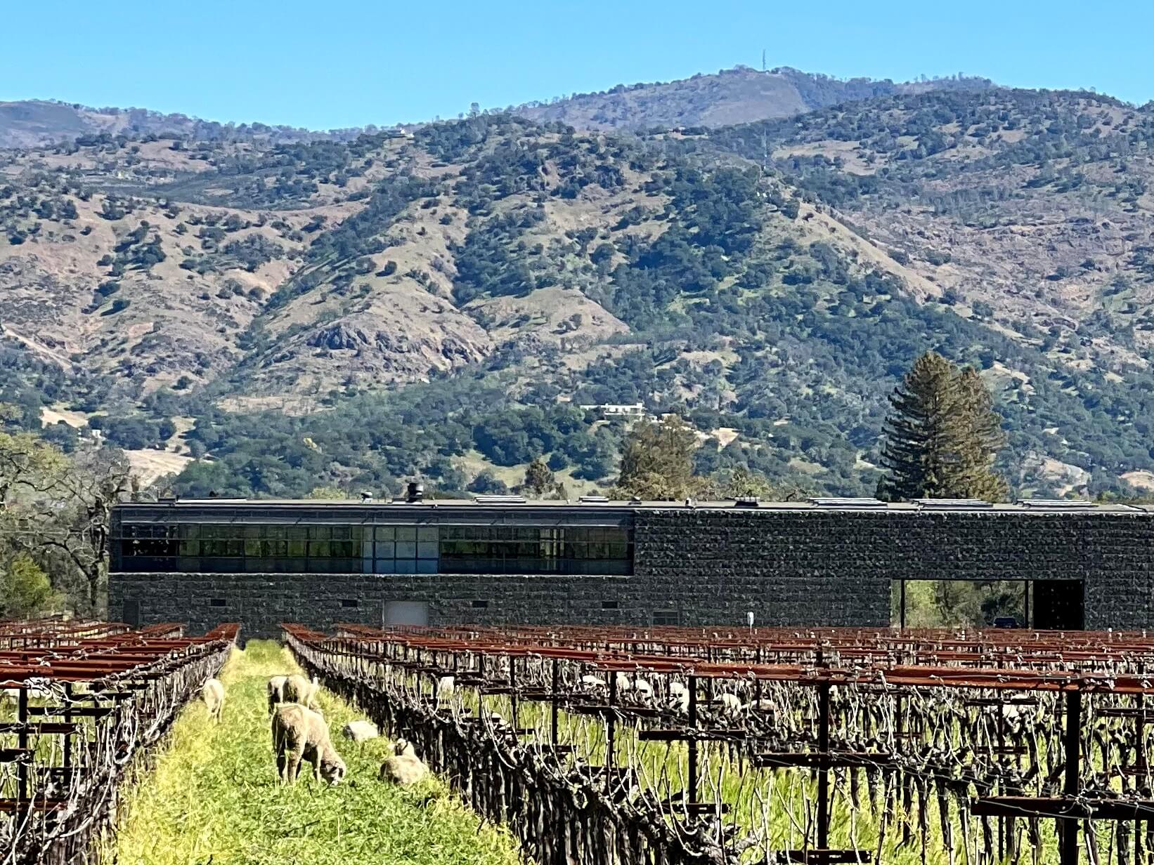 Dominus Estate | The Wine Palate