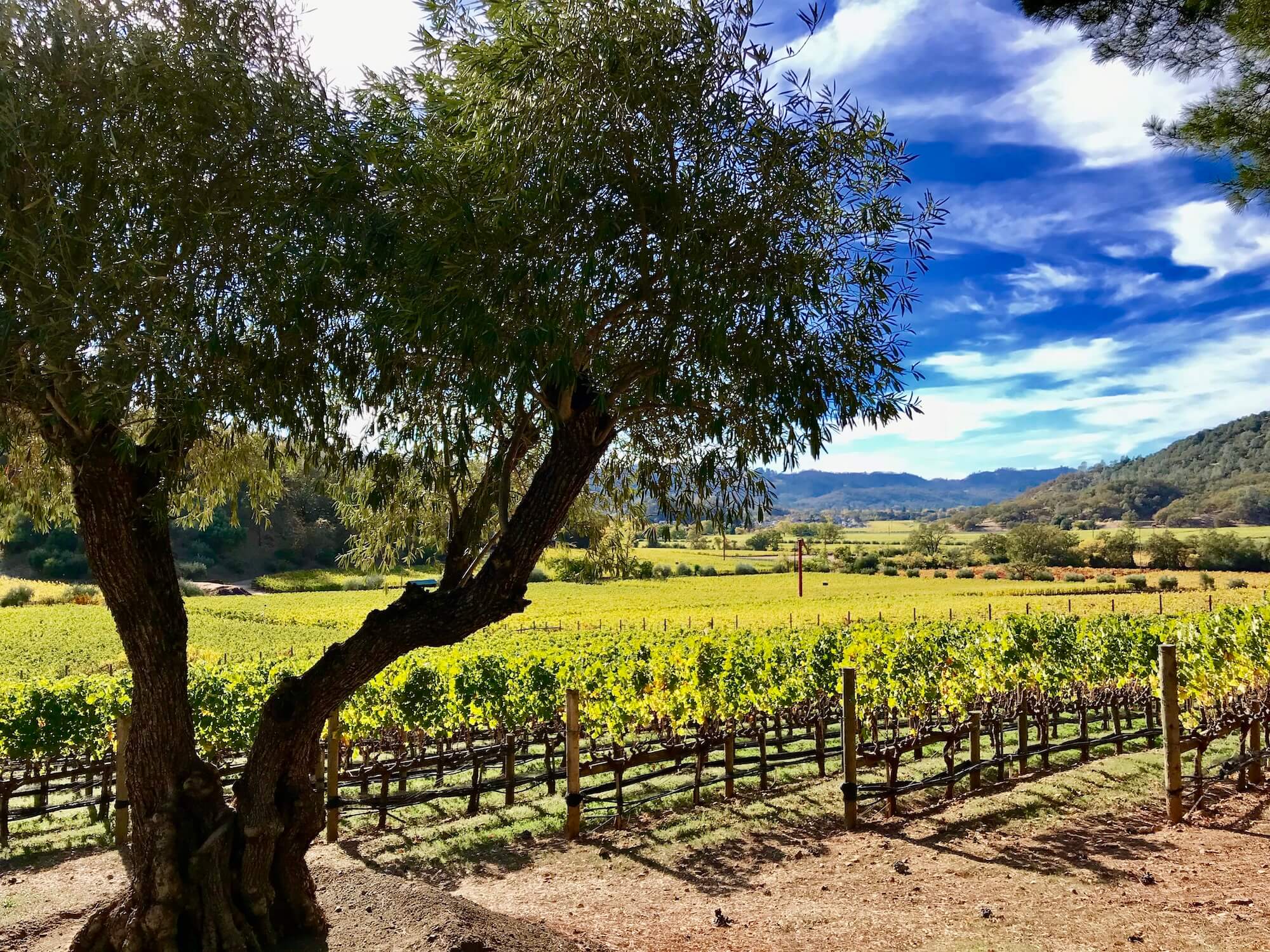 Hundred Acre | The Wine Palate