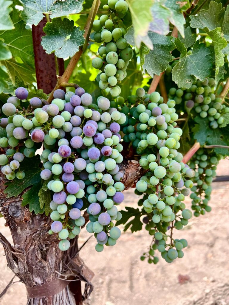 Latest Wine Reviews - July 2025 | The Wine Palate