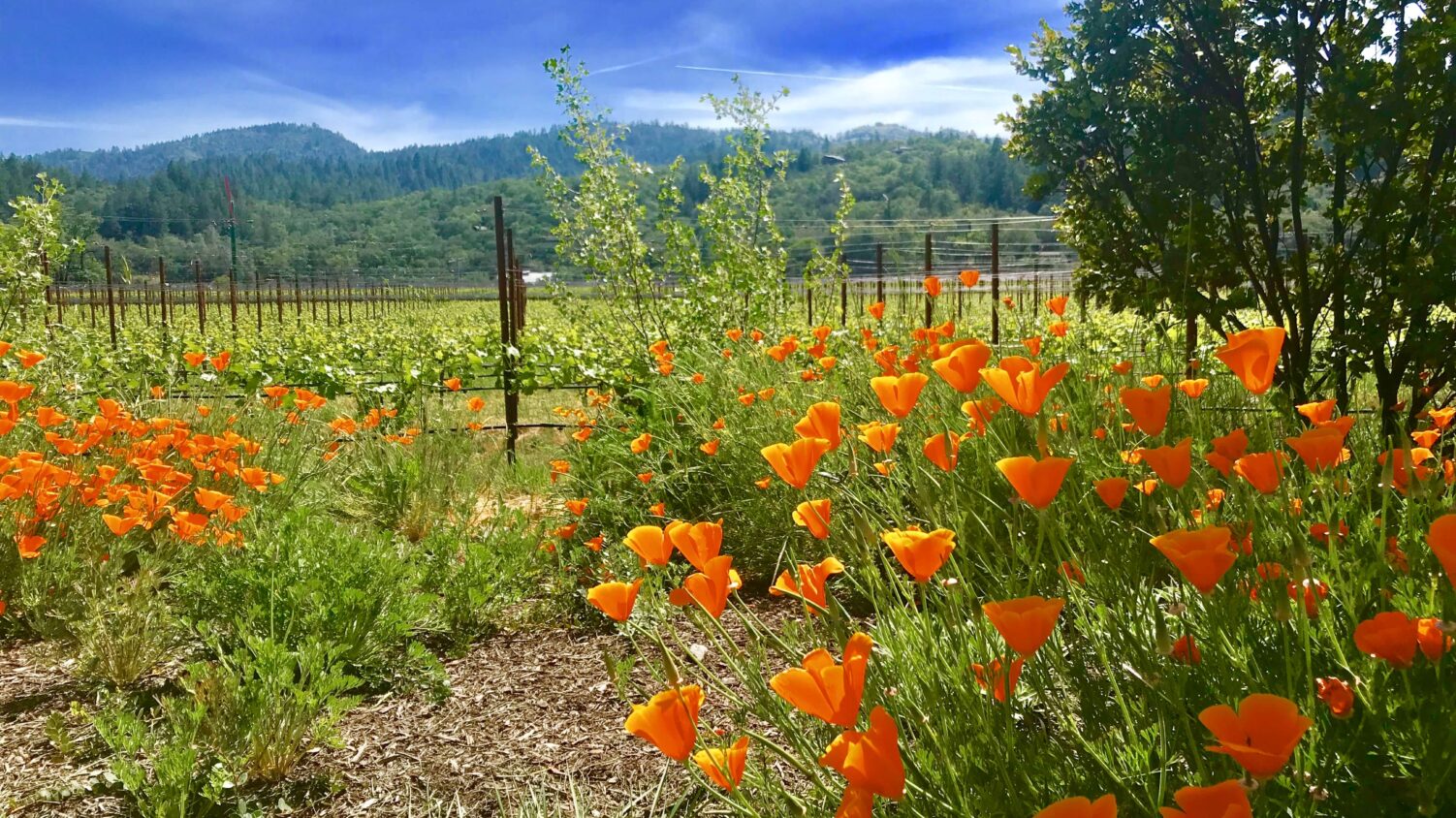 The Wine Palate - Unbiased, Expertly Judged Wine Reviews